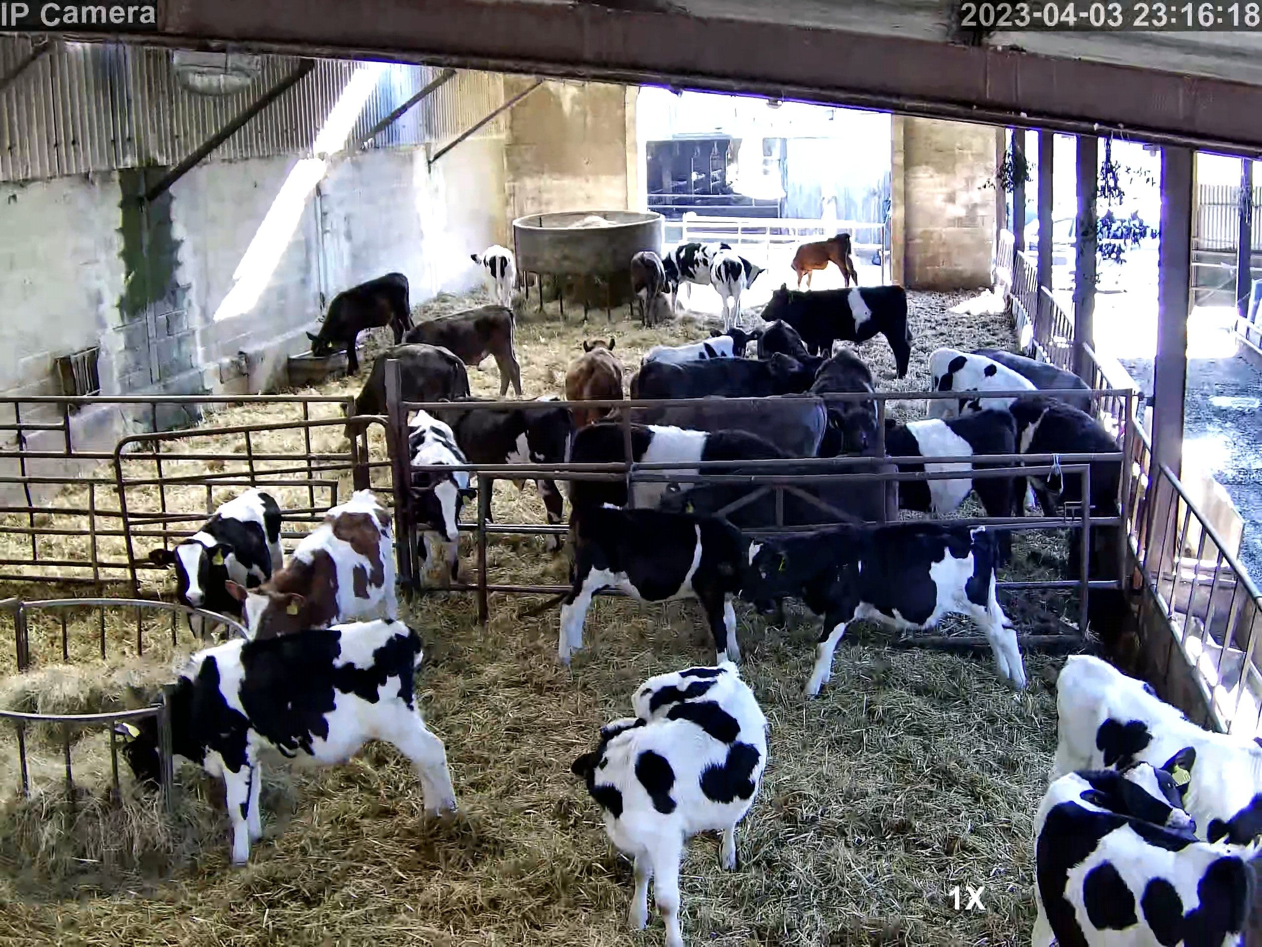 4G Monitoring Cameras for Calving | Livestock Security Cameras
